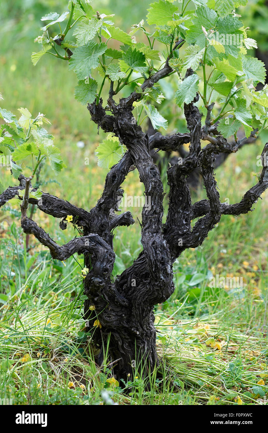 Vine of vitis vinifera hi-res stock photography and images - Alamy