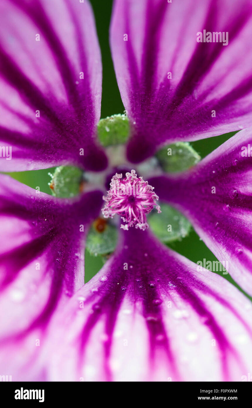 Common mallow (Malva sylvestris) close-up of flower, Kandanos, Crete ...