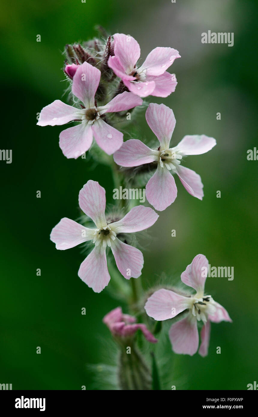 Small flowered catchfly (Silene gallica) in flower, Crete, Greece ...
