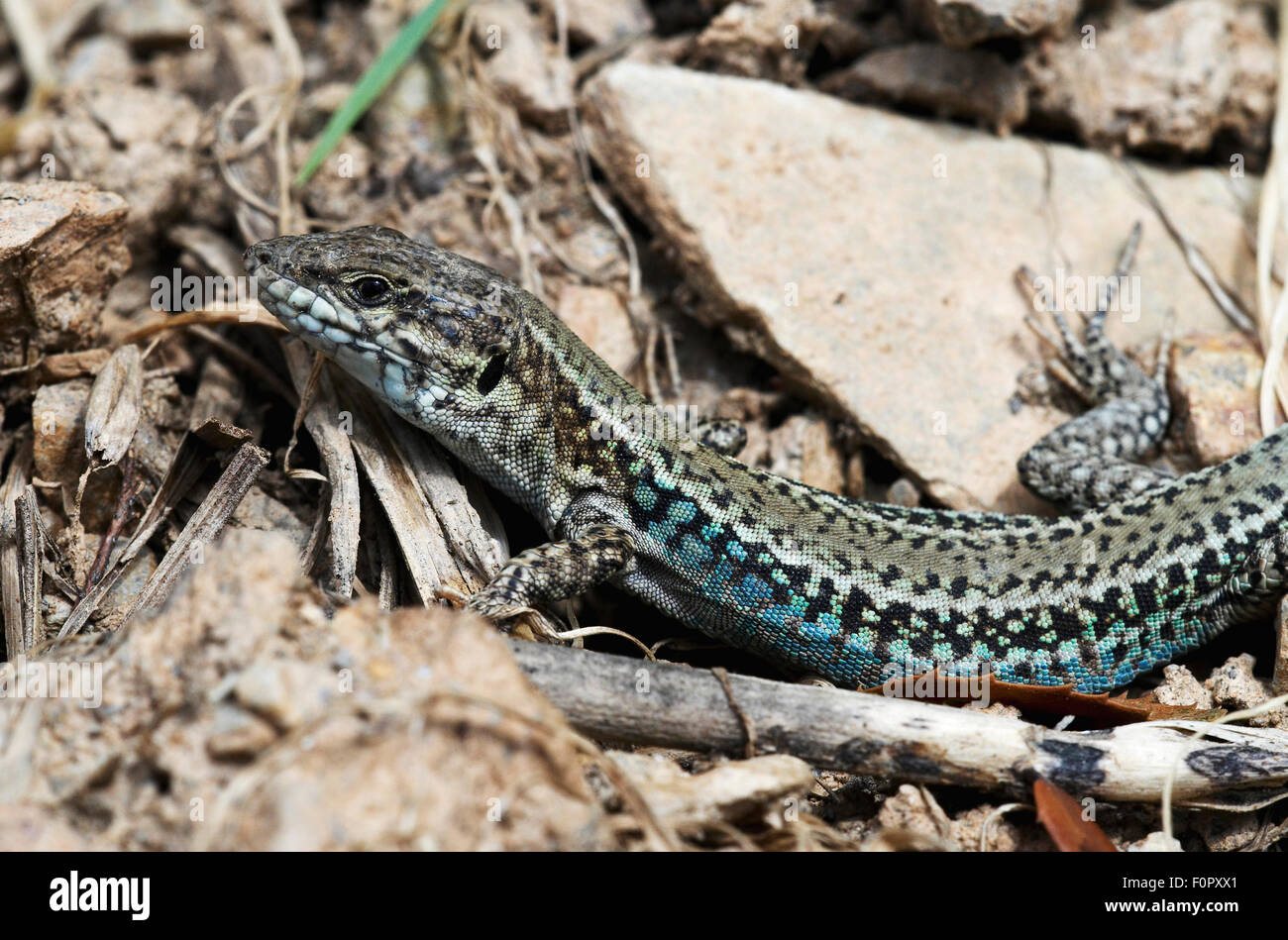 Erhard's wall lizard (Podarcis erhardii) Crete, Greece, April 2009 ...