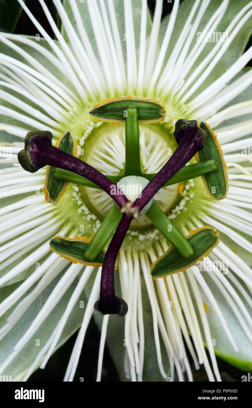 Passiflora edulis with flower hi-res stock photography and images - Alamy