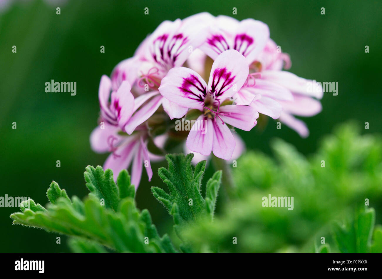 Apple geranium (Pelargonium odoratissimum) flower, Crete, Greece, April ...