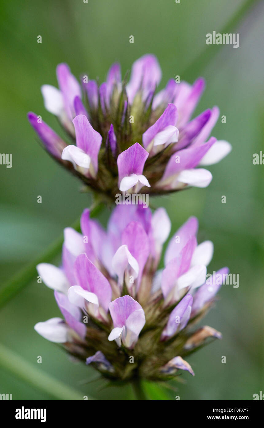 Pitch trefoil bituminaria bituminosa hi-res stock photography and ...