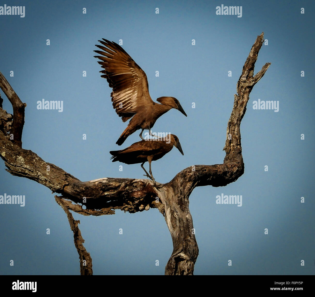 Hamerkop or hammerhead birds mating Stock Photo - Alamy