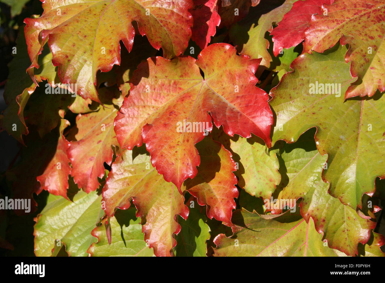 Leaves turning red hi-res stock photography and images - Alamy