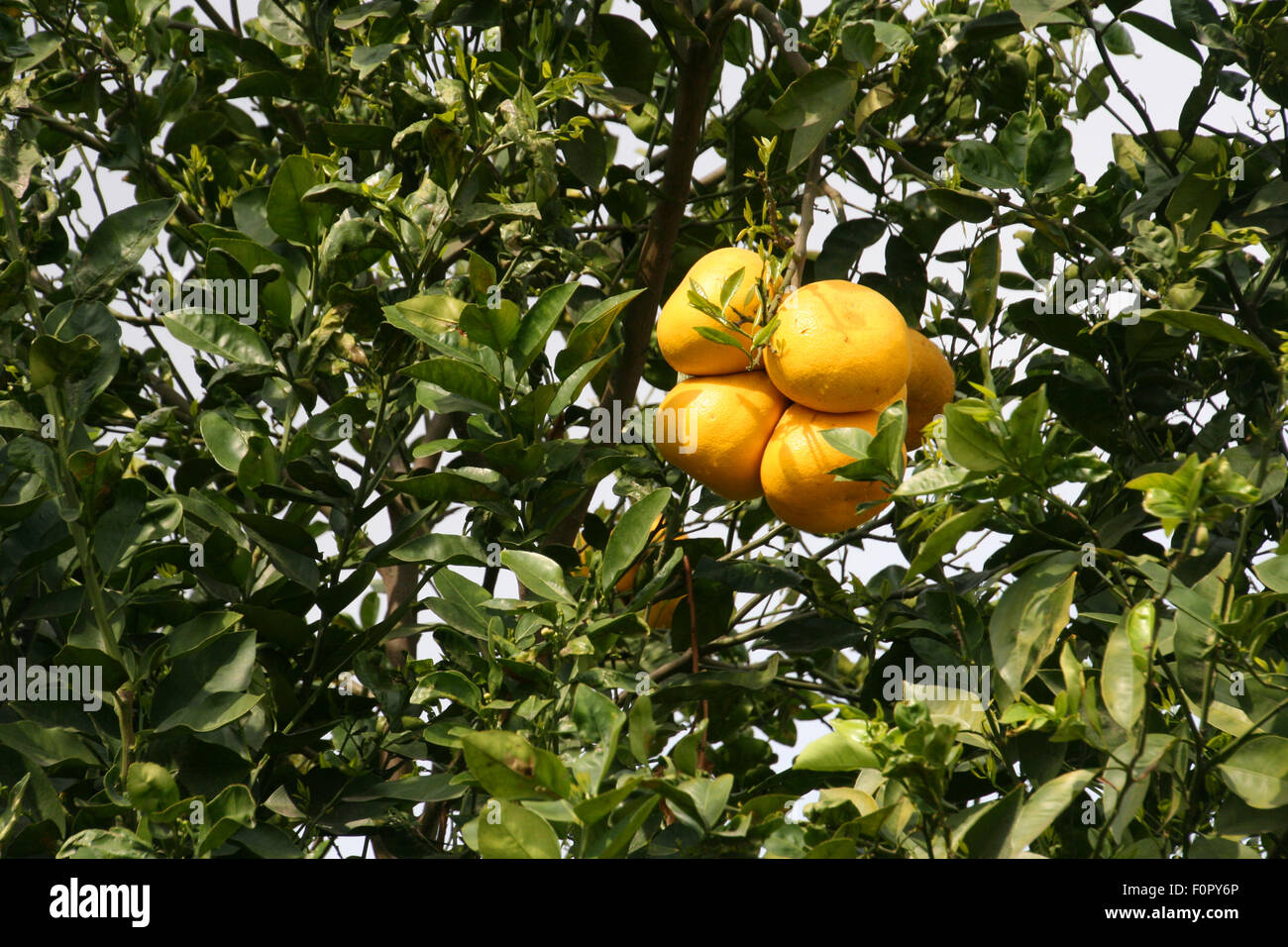 Grapefruit tree hi-res stock photography and images - Alamy