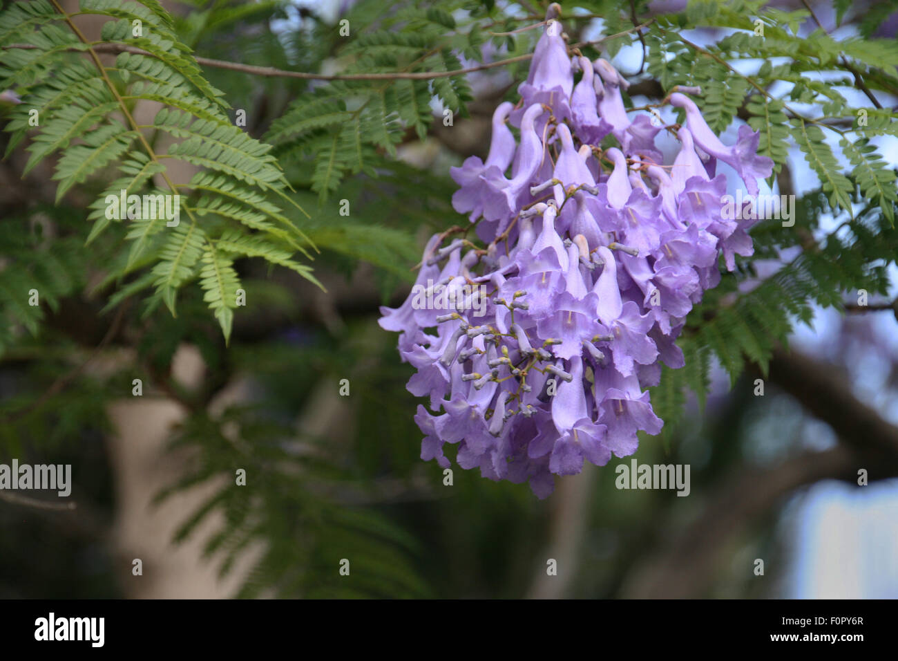 Jacaranda tree in bloom Stock Photo - Alamy