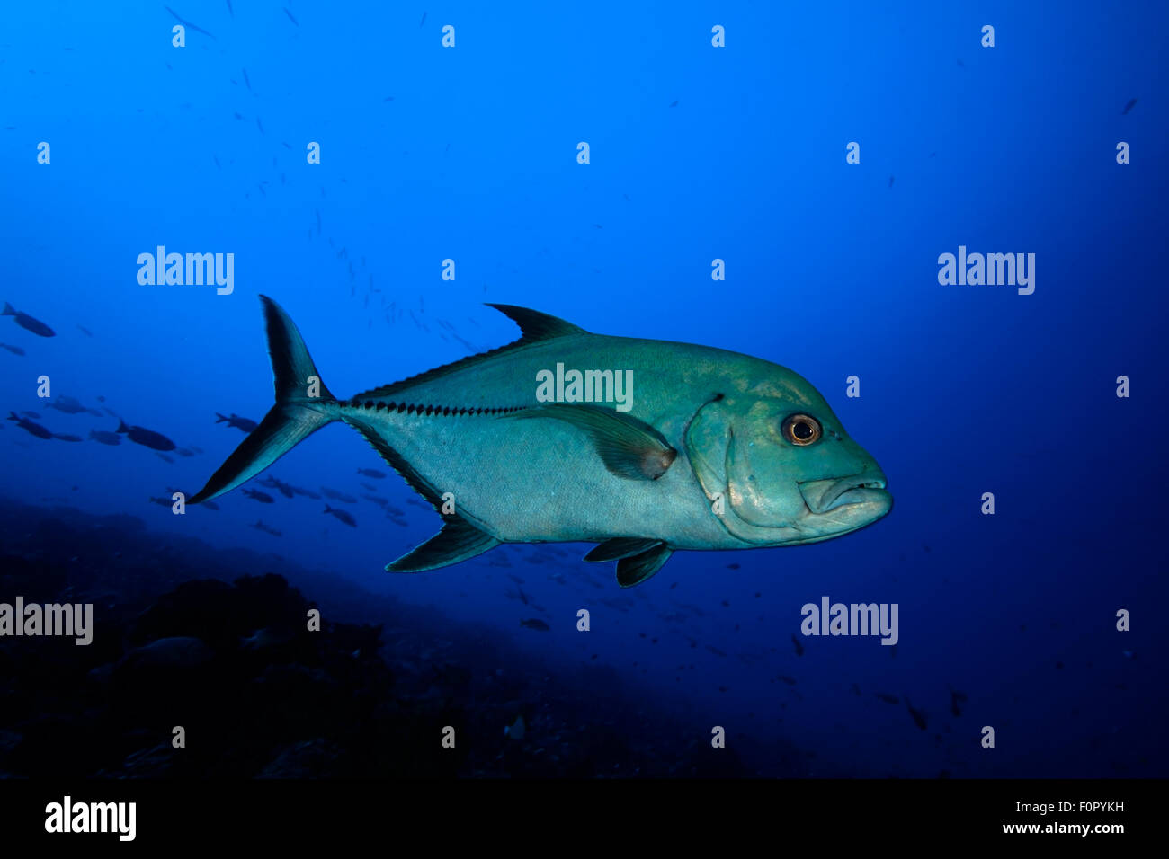 JACKFISH SWIMMING IN CLEAR BLUE WATER CLOSE TO CORAL REEF Stock Photo ...