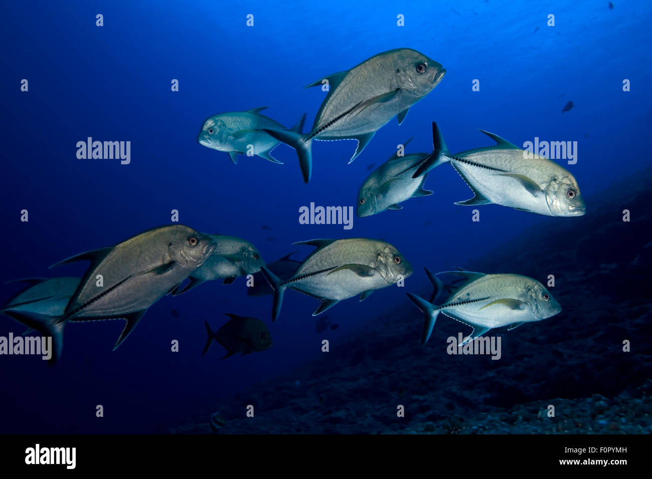 SMALL GROUP OF JACKFISH SWIMMING CLOSE TO CORAL REEF Stock Photo - Alamy