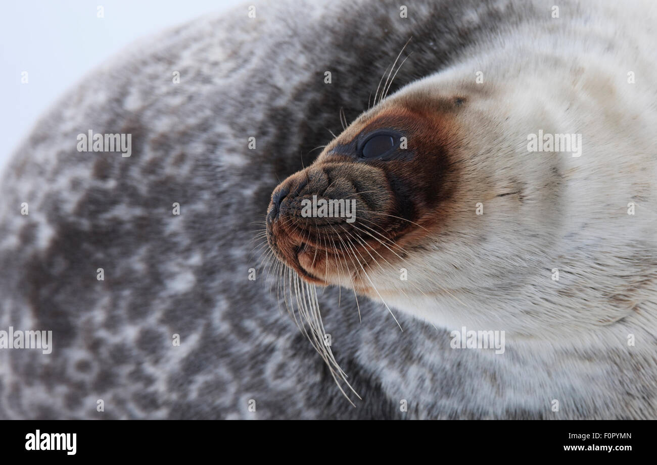 Ringed seal (Pusa hispida) portrait, Spitsbergen, Svalbard, March 2009 ...