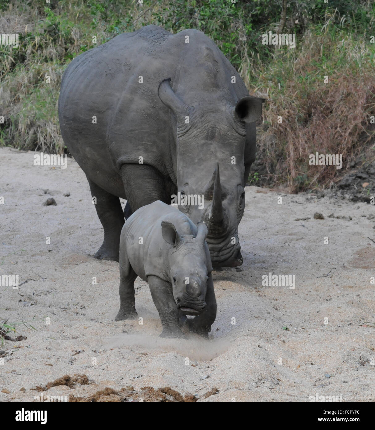 White rhino calf in mock charge Stock Photo - Alamy