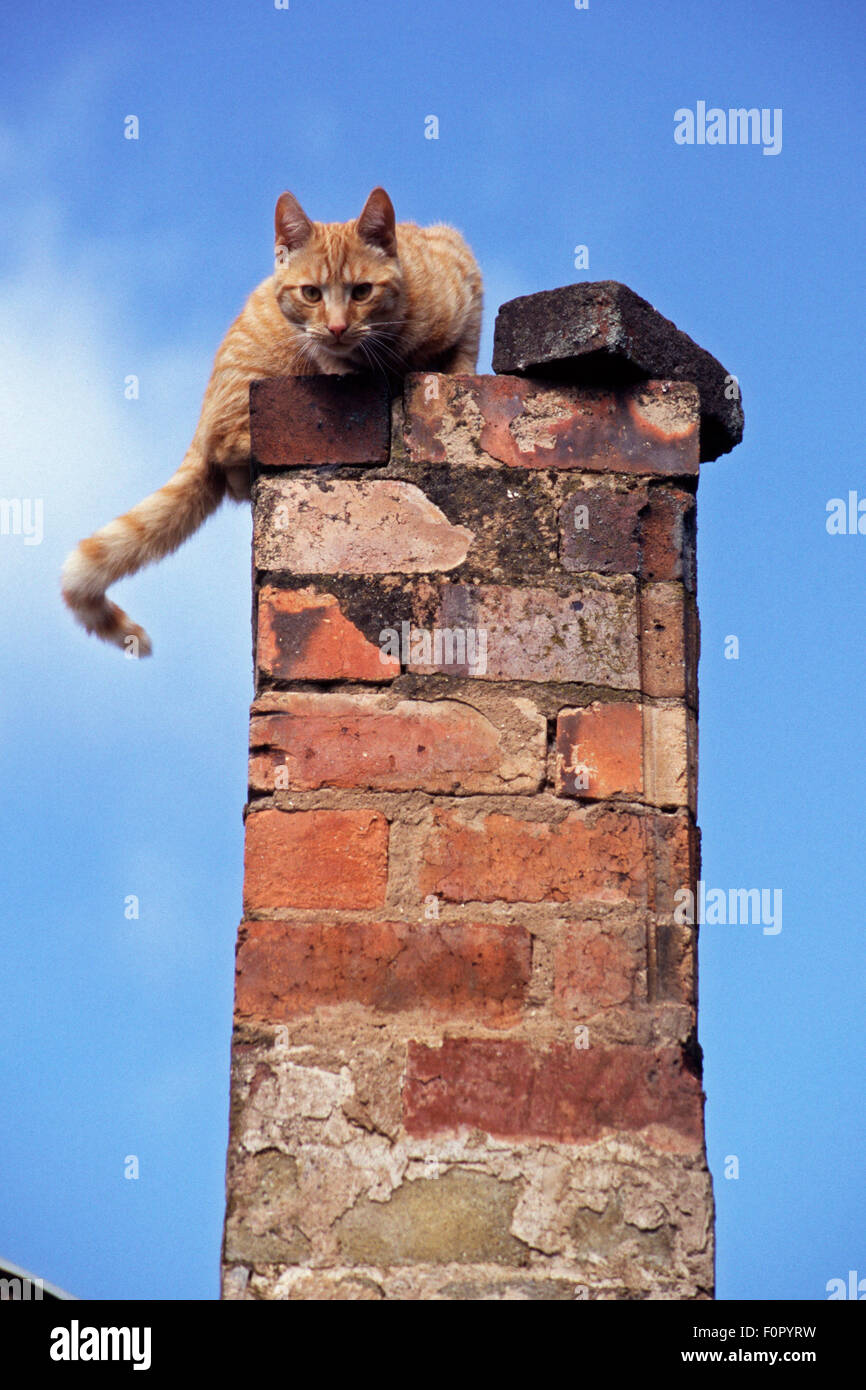 Felines australia hi-res stock photography and images - Alamy