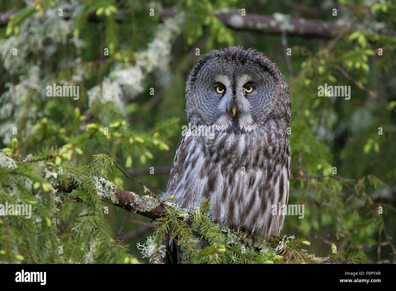 Great grey owl (Strix nebulosa) in spruce tree, Bergslagen, Sweden ...