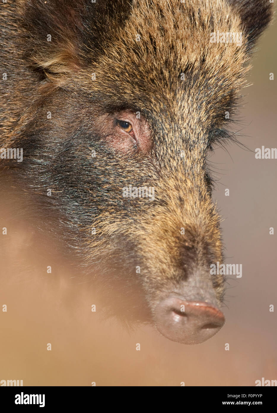 Wild boar (Sus scrofa) portrait, Alladale Wilderness Reserve, Scotland ...