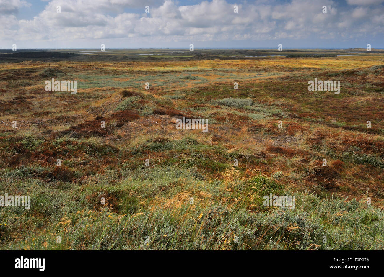 Coastal vegetation, Hanstholm Vildtreservat, Thy National Park, Jutland ...