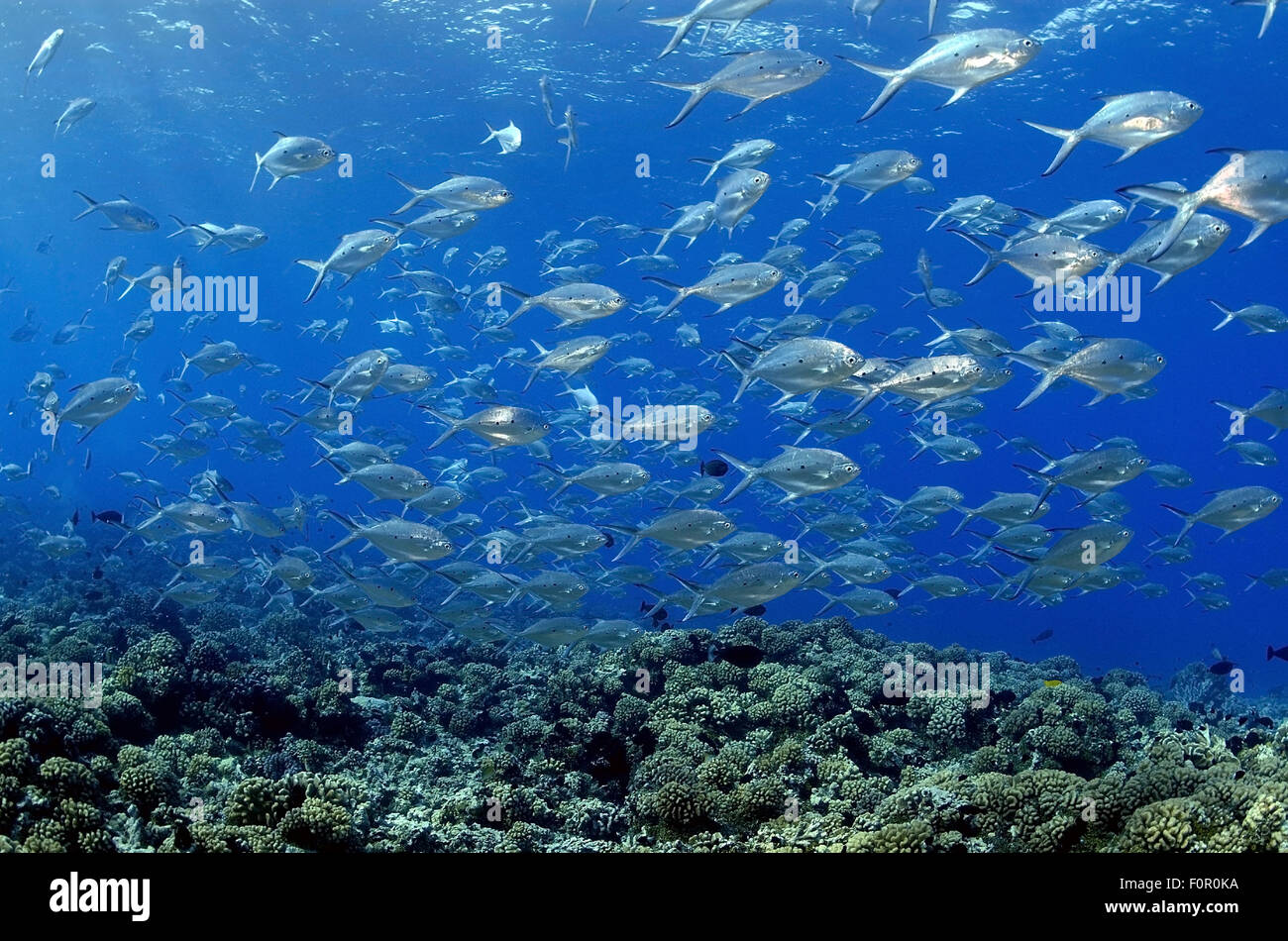 Pompano fish hi-res stock photography and images - Alamy