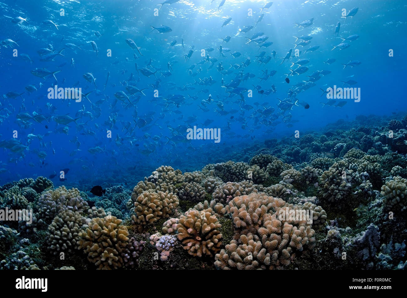Pompano fish hi-res stock photography and images - Alamy