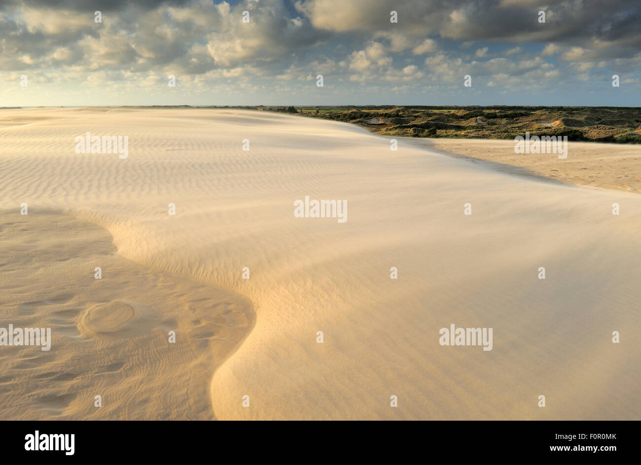 Drifting sand dune, Råbjerg Mile, Skagen, Denmark, July 2009 Stock ...
