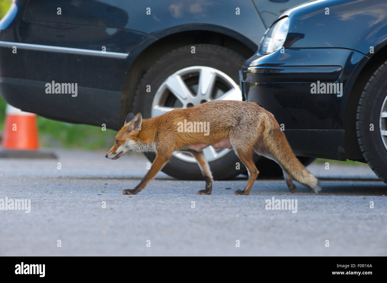 Female urban Red fox (Vulpes vulpes) walking past parked cars, London ...