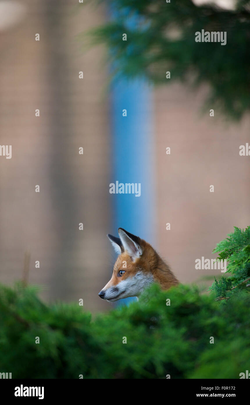 Urban Red fox (Vulpes vulpes) looking over vegetation, London, May 2009 ...