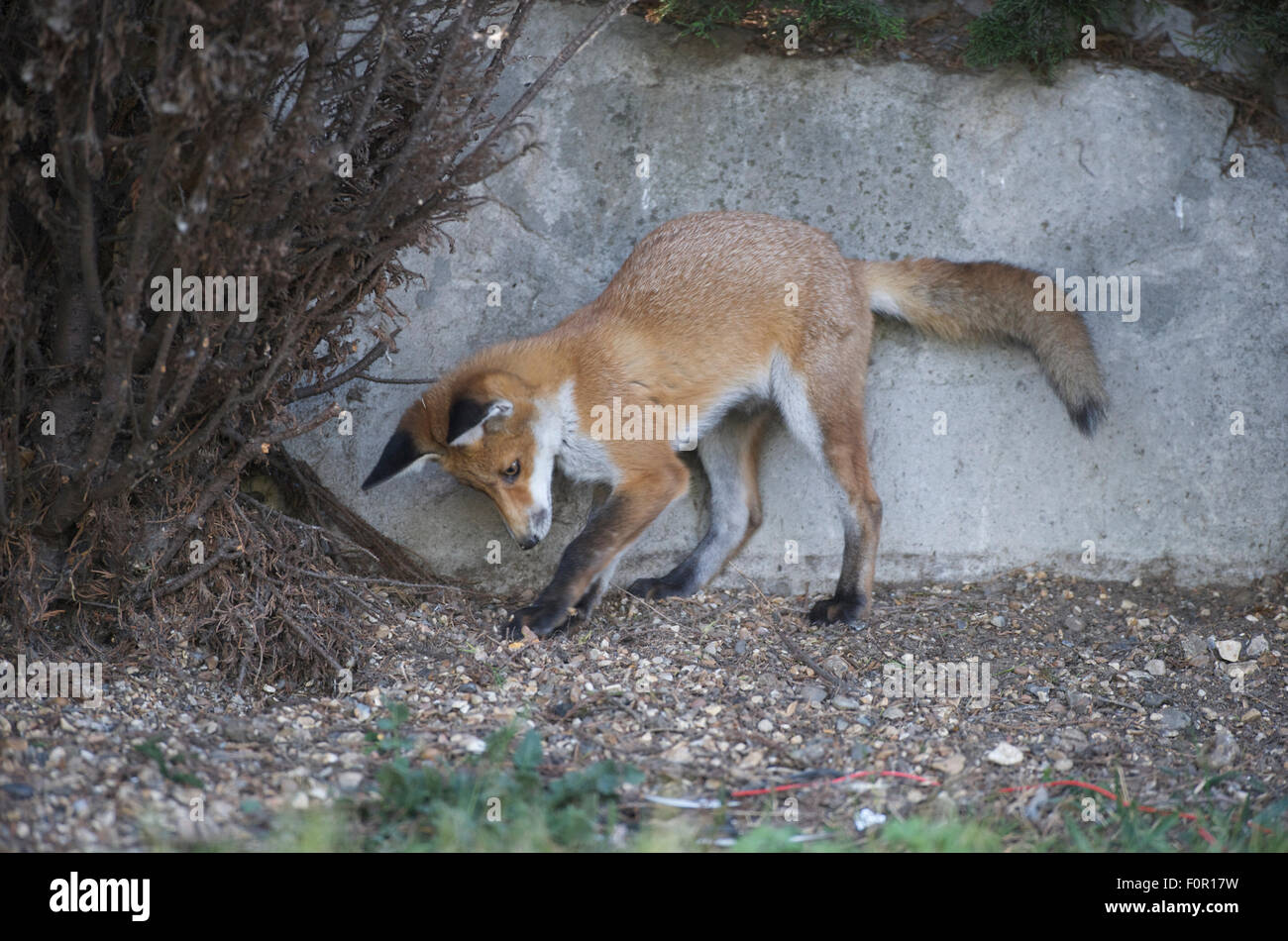 Urban Red fox (Vulpes vulpes) cub digging, London, May 2009 Stock Photo ...