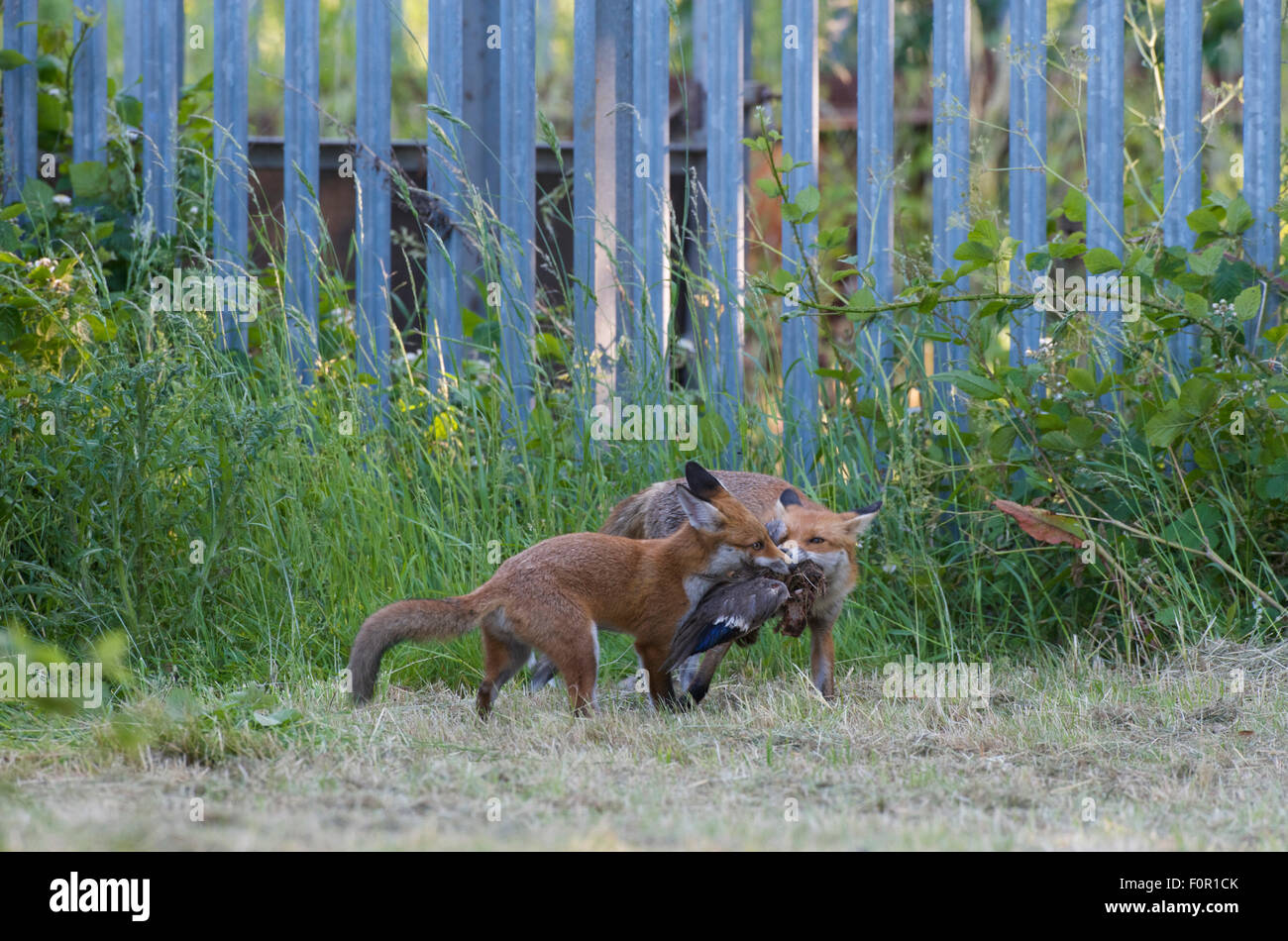 Fox fighting uk hi-res stock photography and images - Alamy