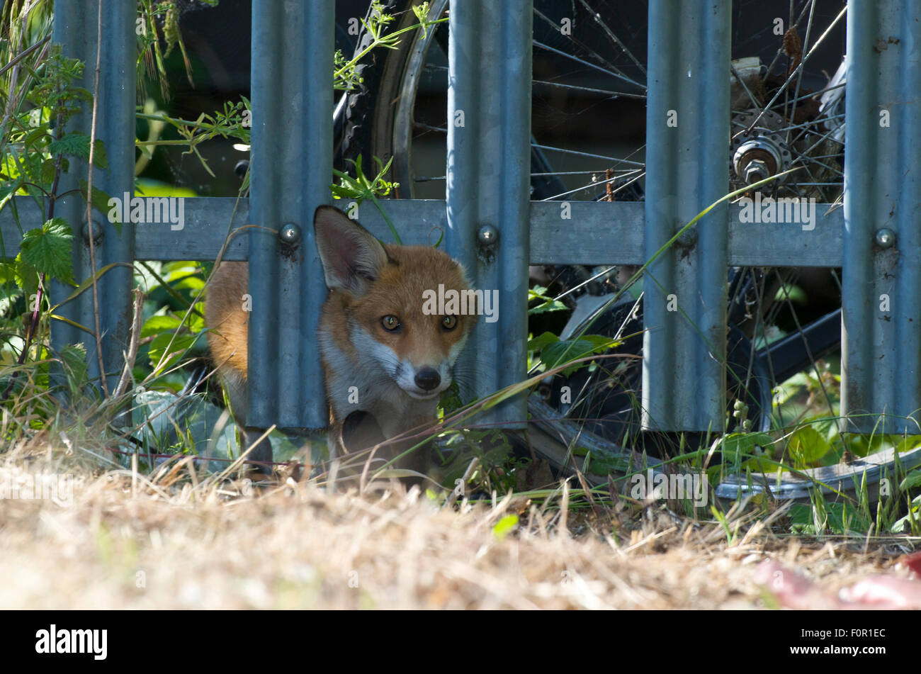 Urban Red fox (Vulpes vulpes) crawling under a fence, London, June 2009 ...