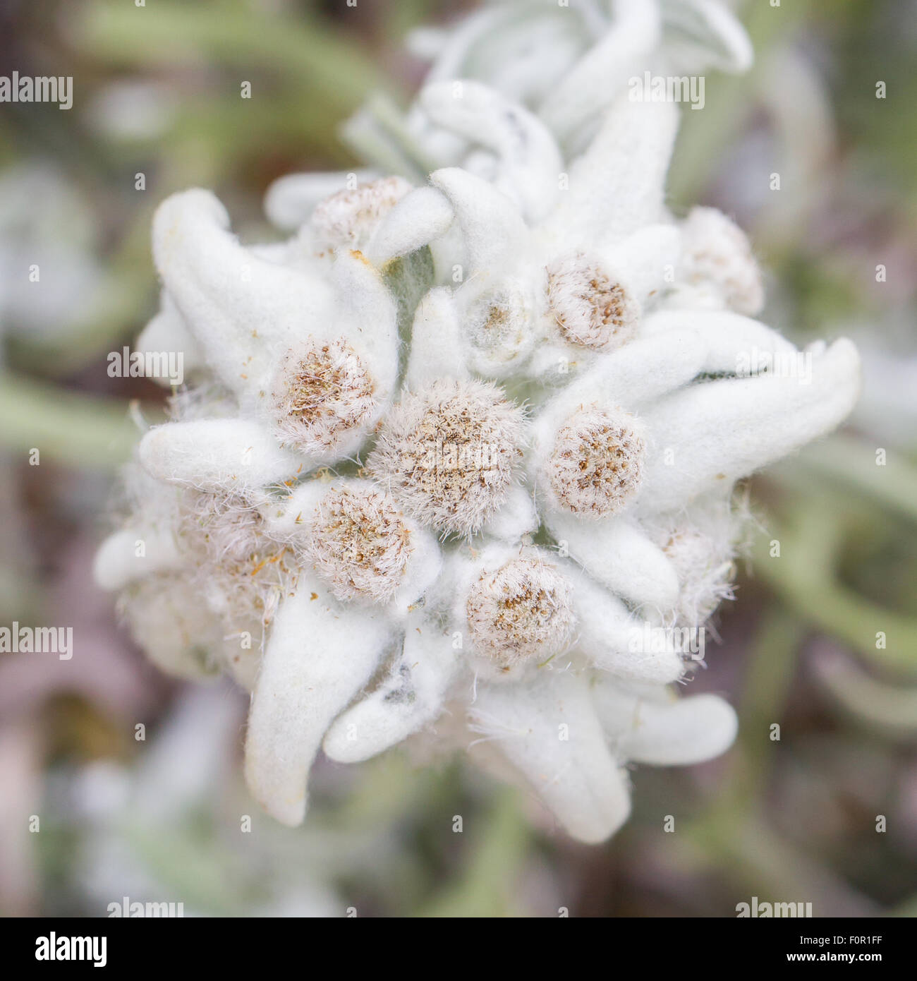 Edelweiss national flower switzerland hi-res stock photography and ...