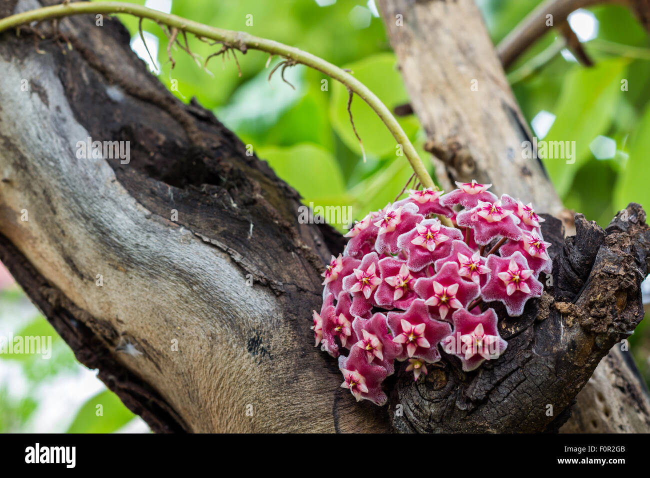 Pink Hoya plant flower on the tree Stock Photo - Alamy