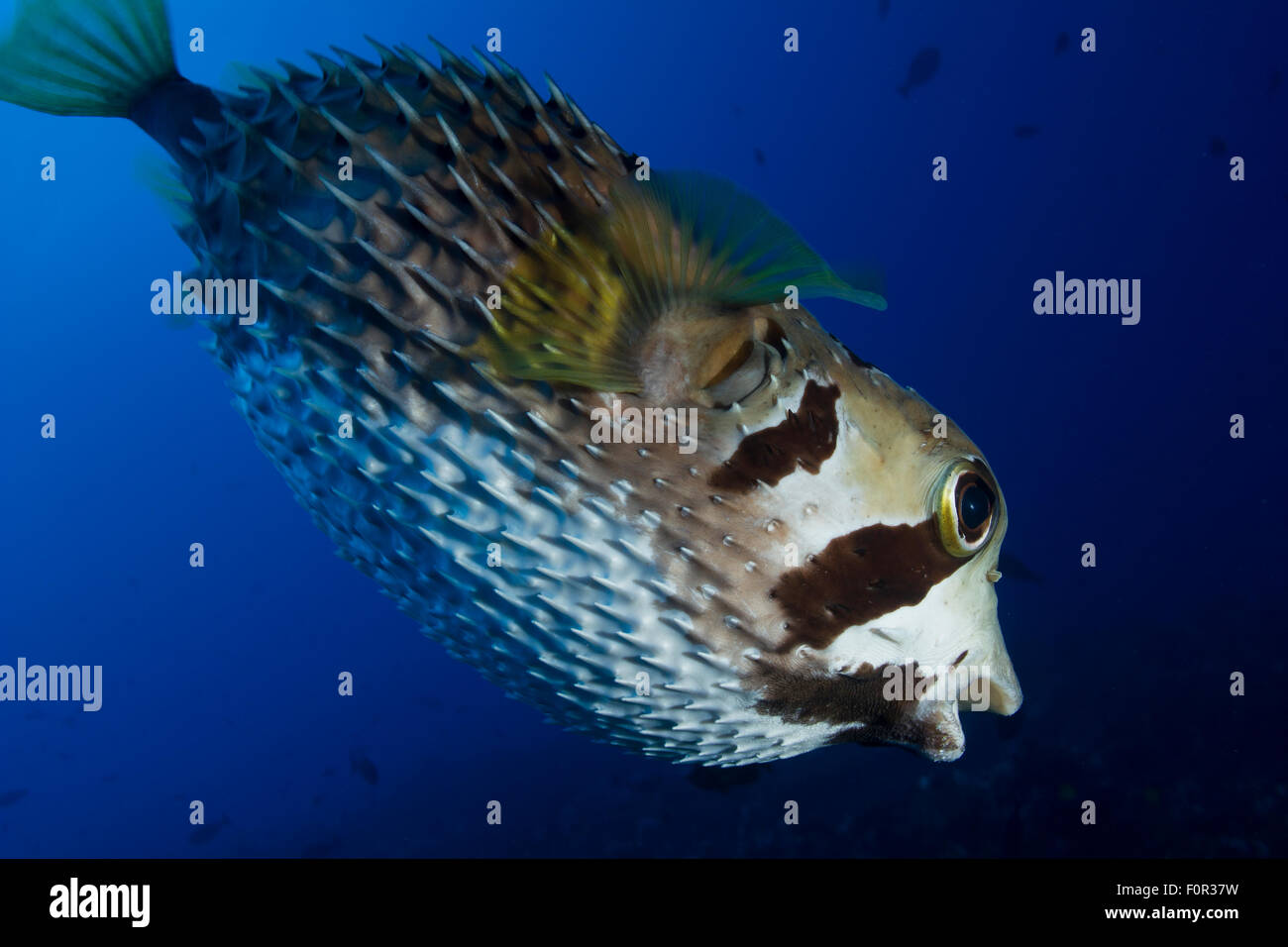 UNDER VIEW OF PORCUPINE FISH SWIMMING IN CLEAR WATER CORAL REEF Stock ...