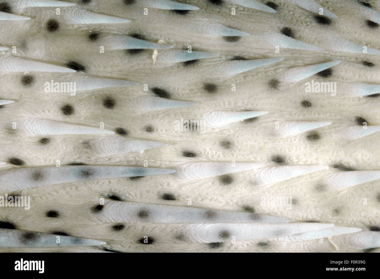 Sea porcupine skin hi-res stock photography and images - Alamy