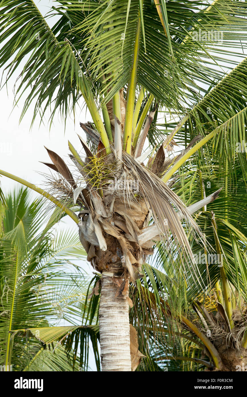 Coco beach antigua hi-res stock photography and images - Alamy