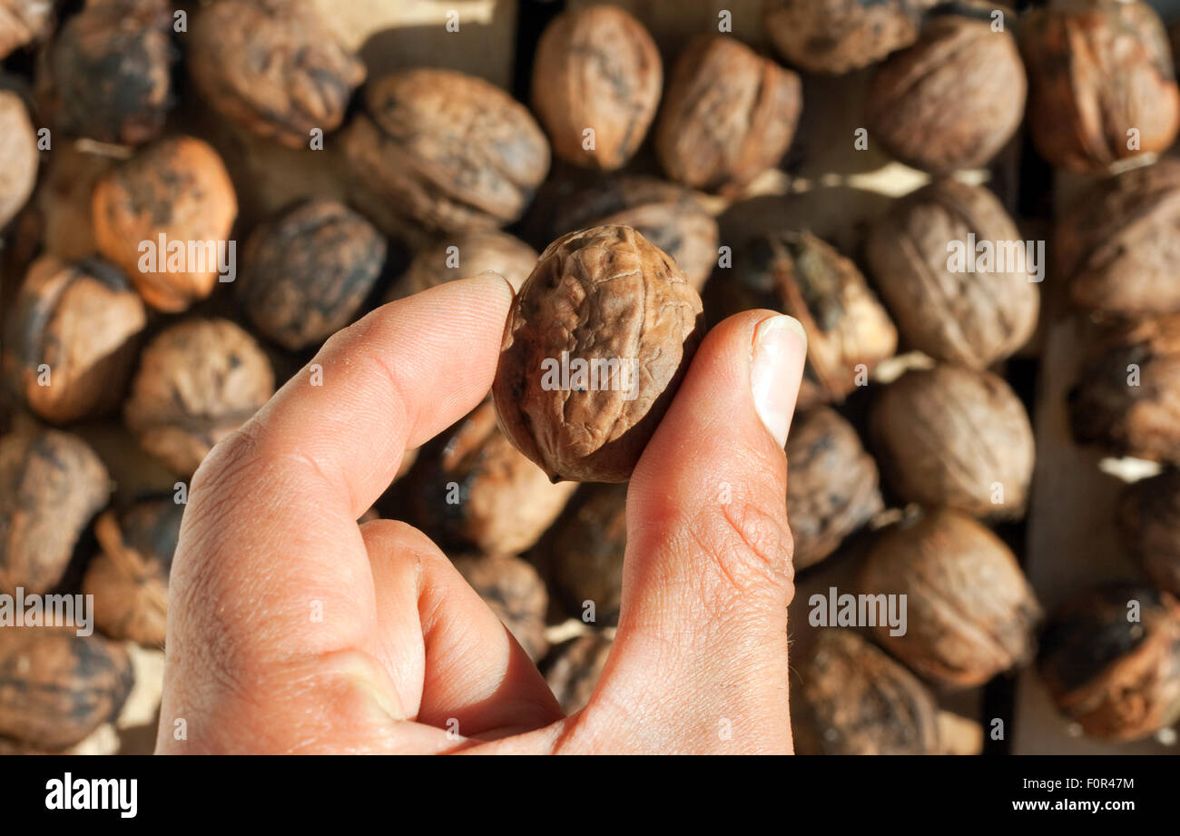 close up of an hand holding a walnut over a walnut background Stock ...