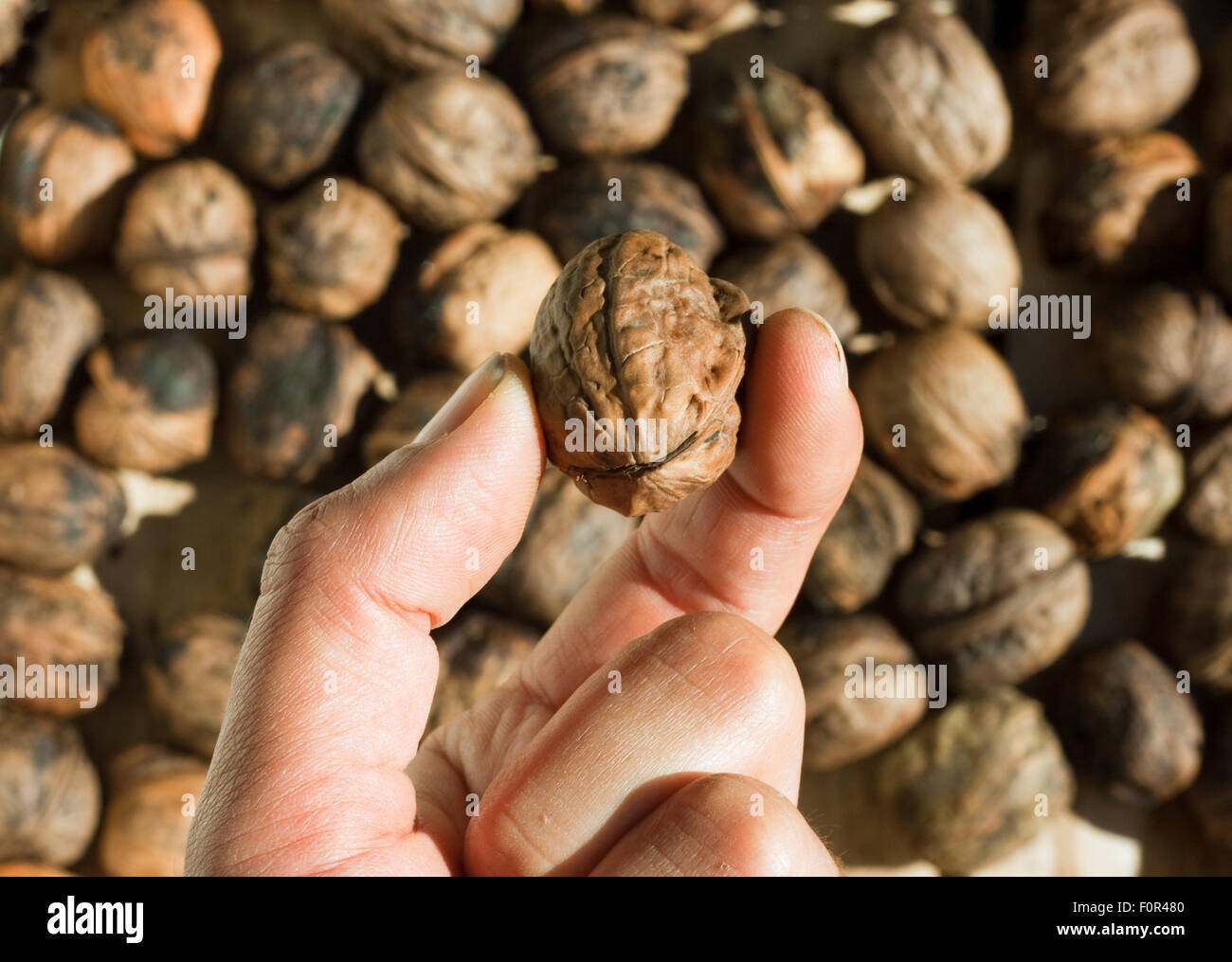 close up of an hand holding a walnut over a walnut background Stock ...