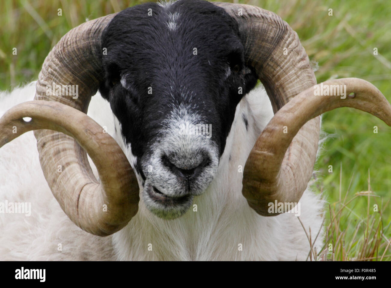 Sheep chewing, Bloody Foreland, County Donegal, Ireland, June 2009 ...