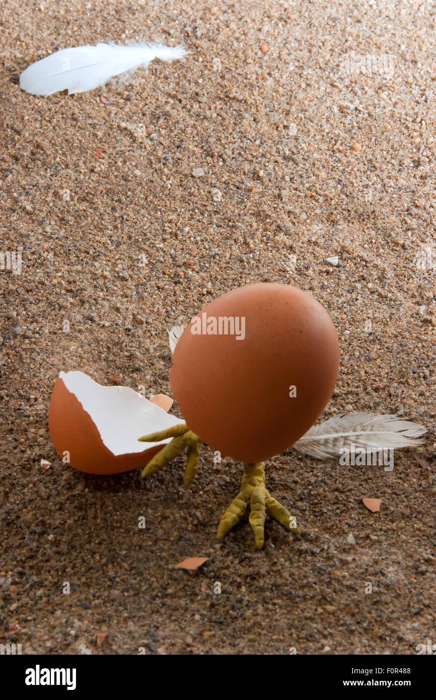 chick puppet trying to get out from the egg shell Stock Photo - Alamy