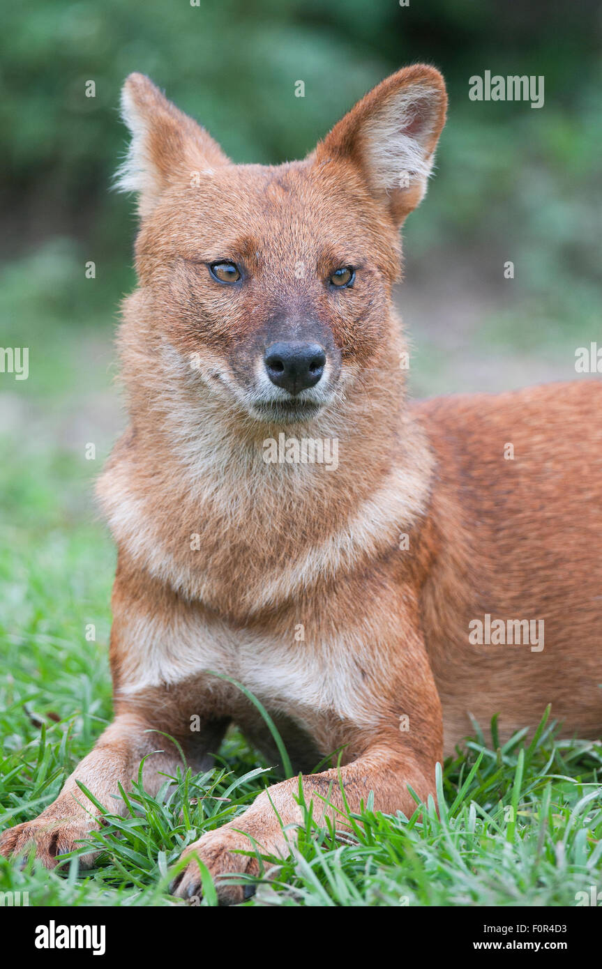 Asiatic wild dog ( Cuon alpinus ) in Bandipur National park, India ...