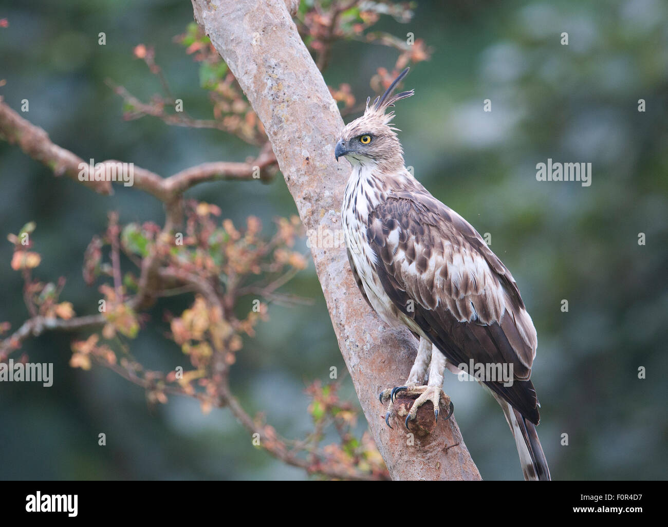 Changeable Hawk eagle ( Spizaetus cirrhatus ) in Bandipur National Park ...