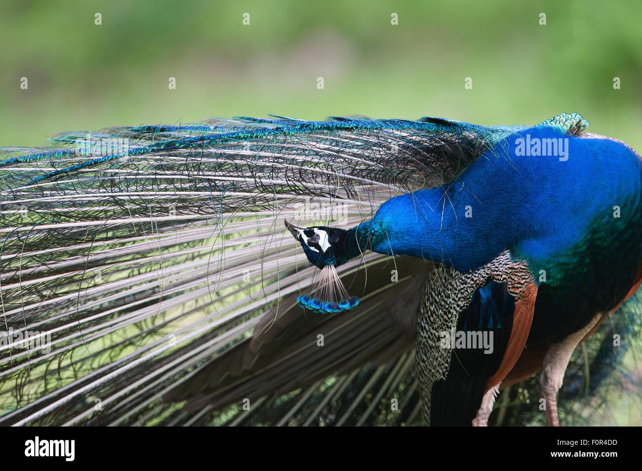 Indian peafowl pavo cristatus in hi-res stock photography and images ...