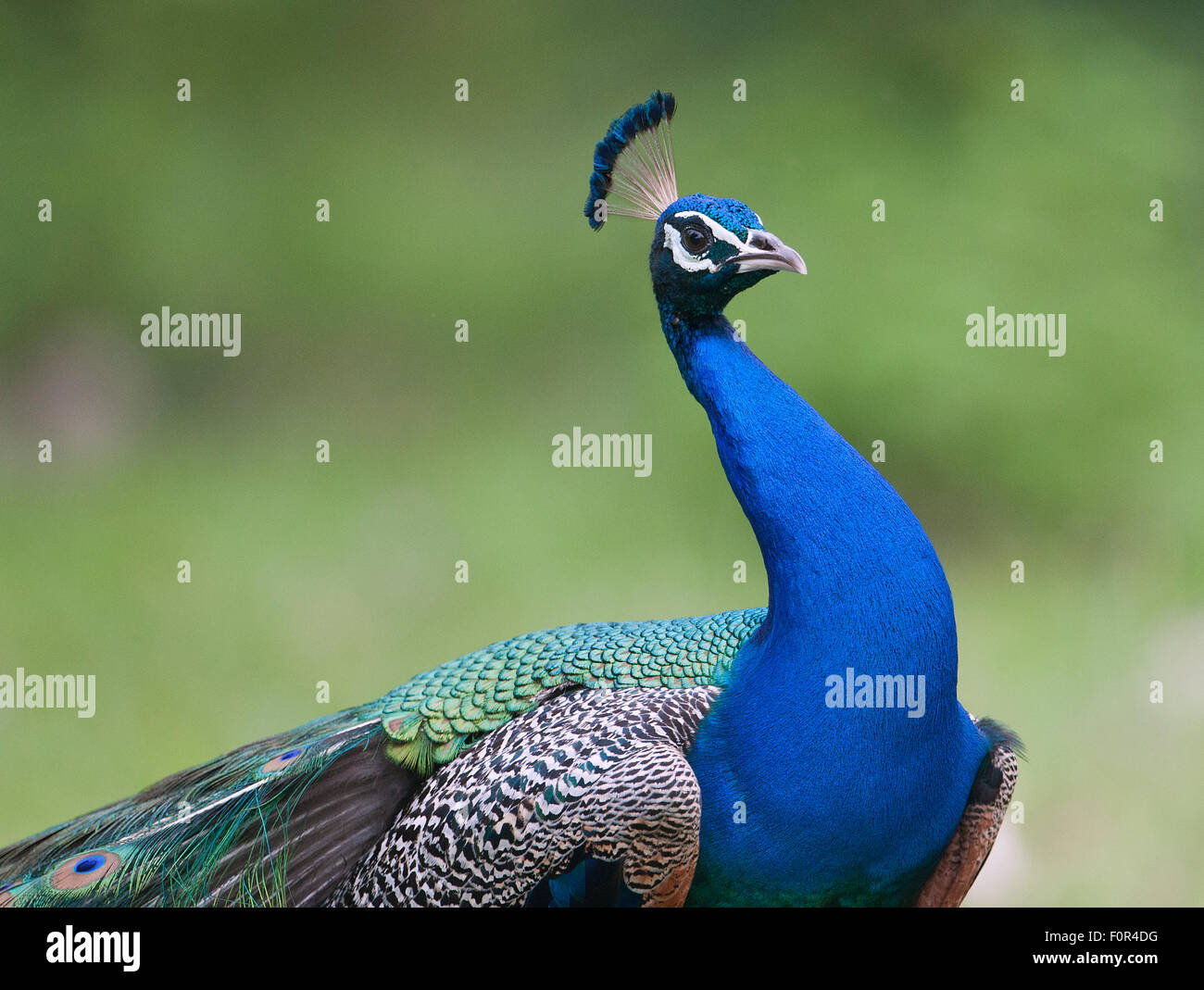 Indian peafowl pavo cristatus in hi-res stock photography and images ...