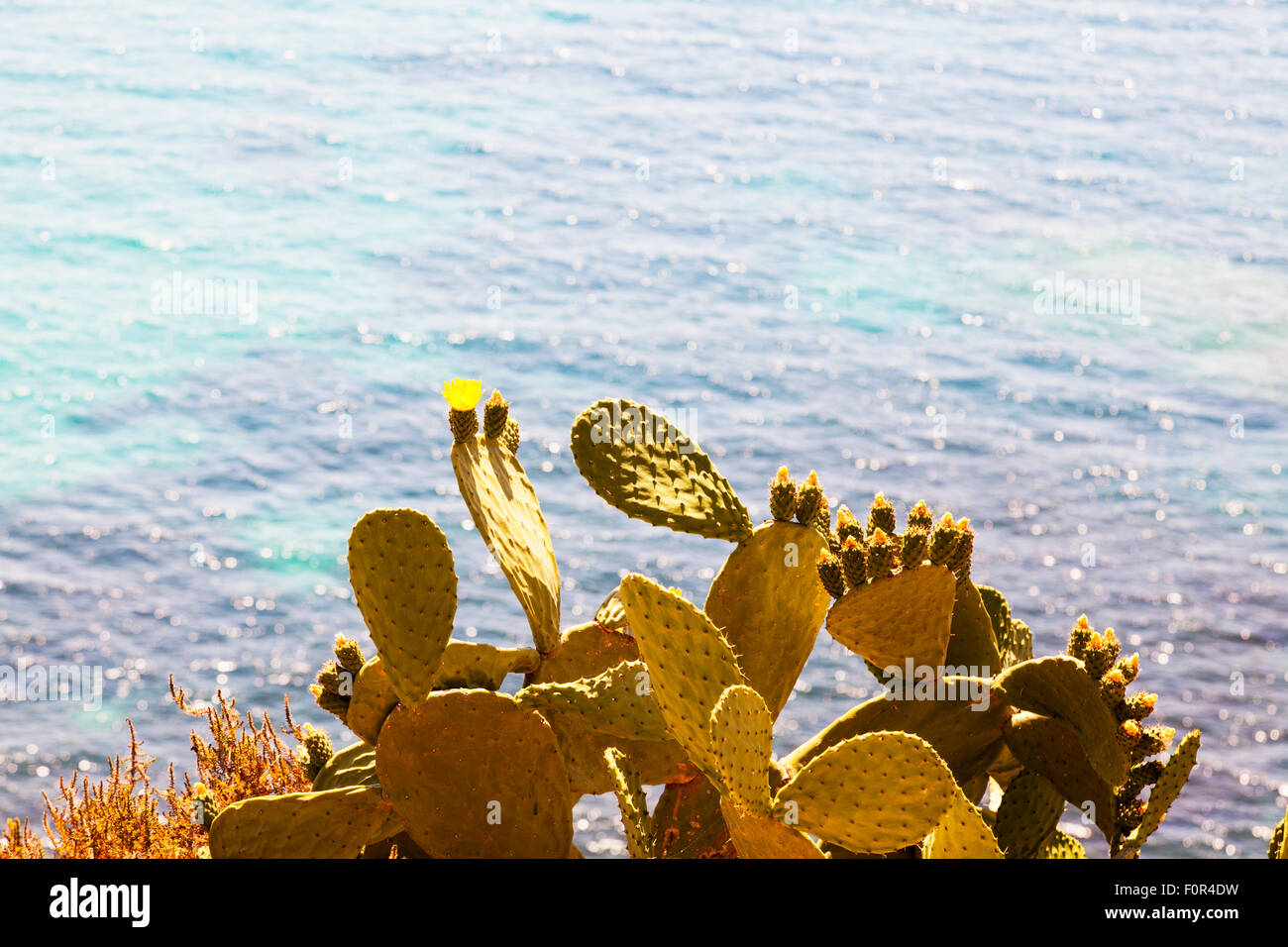 Coastal cacti Cactus Prickly pear Opuntia sp plant Ibiza Balearic ...