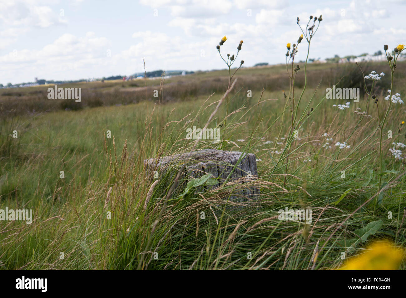 Peaceful grass hi-res stock photography and images - Alamy