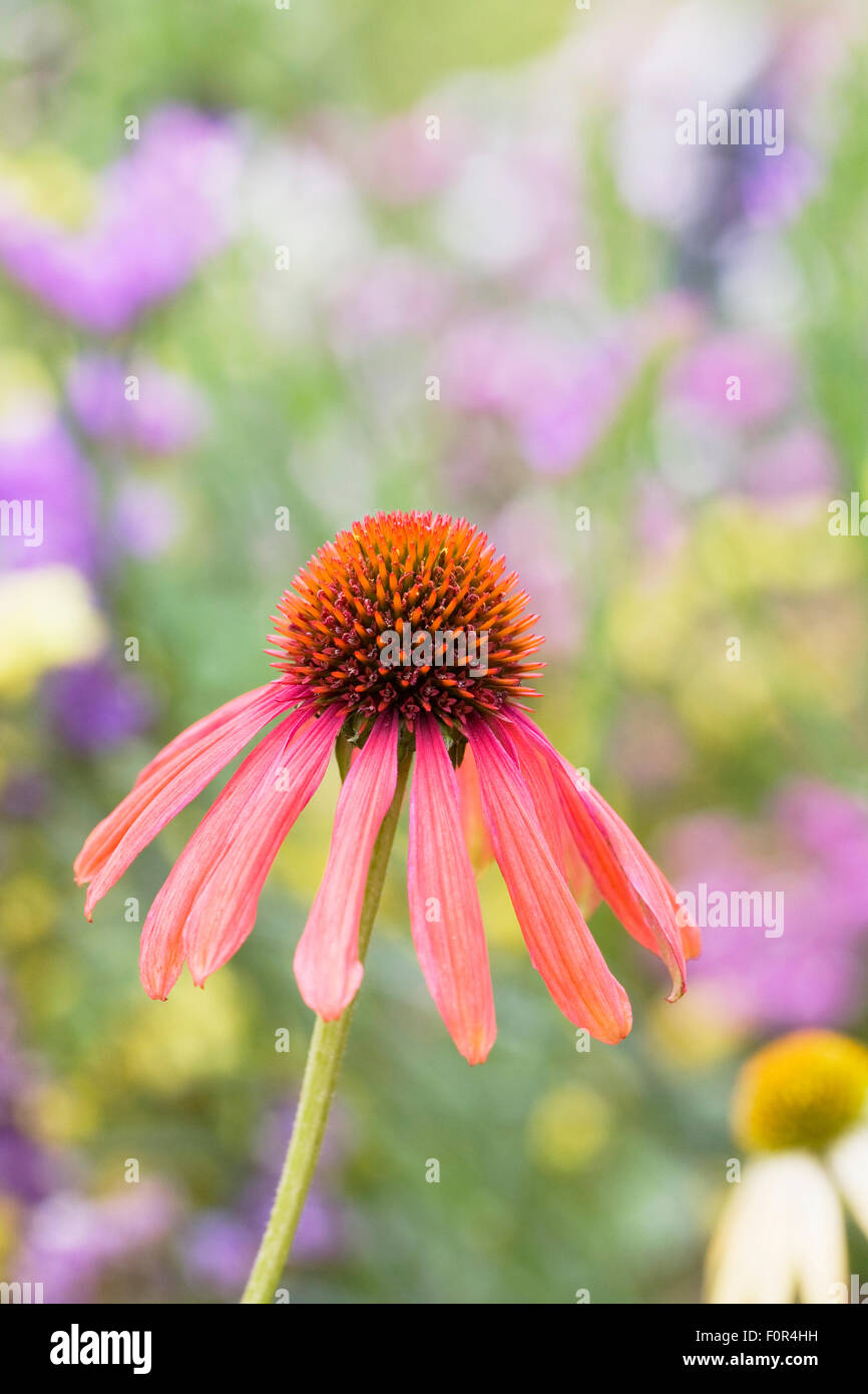 Borders colored hi-res stock photography and images - Alamy