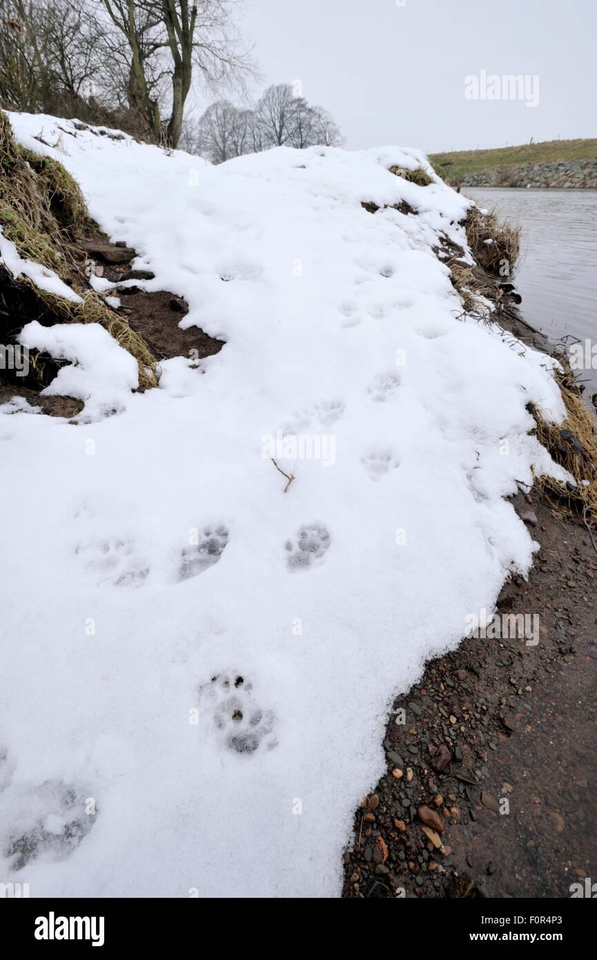 Otter Tracks Stock Photos & Otter Tracks Stock Images - Alamy