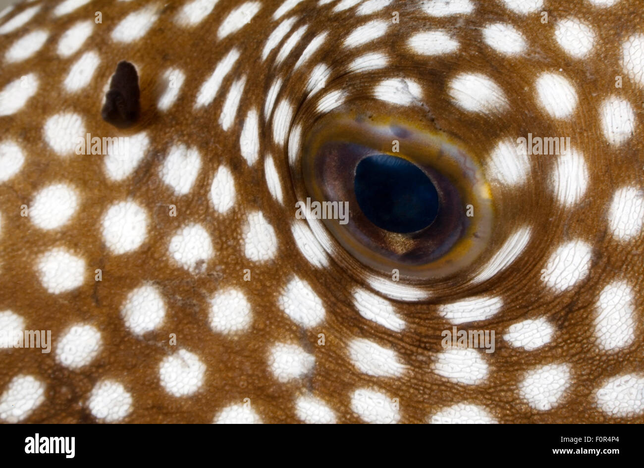 Fish eyes hi-res stock photography and images - Alamy