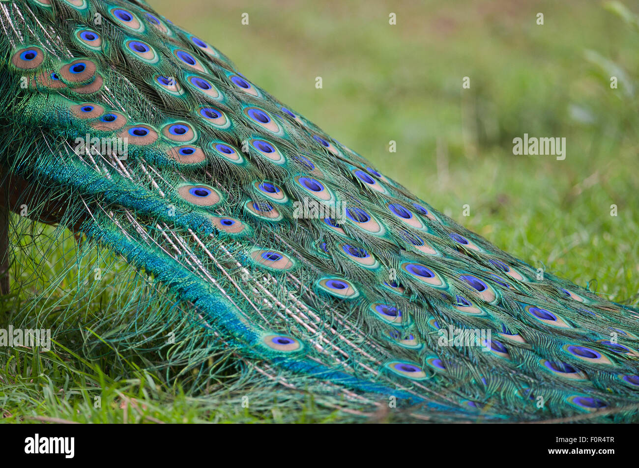 Indian Peafowl (Pavo cristatus ) in bandipur national park, India Stock ...