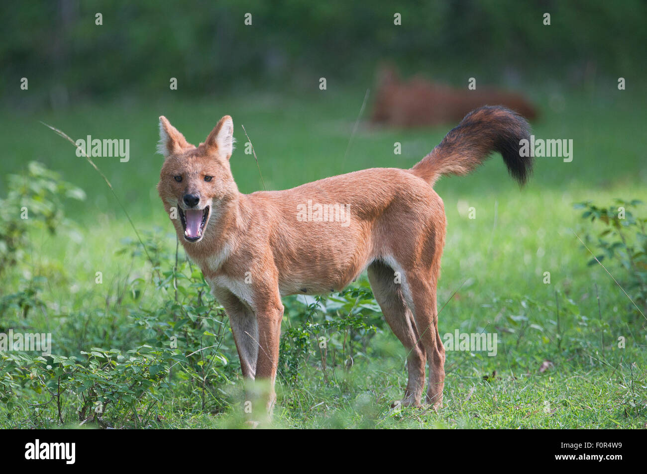 Asiatic wild dog ( Cuon alpinus ) in Bandipur National park, India ...