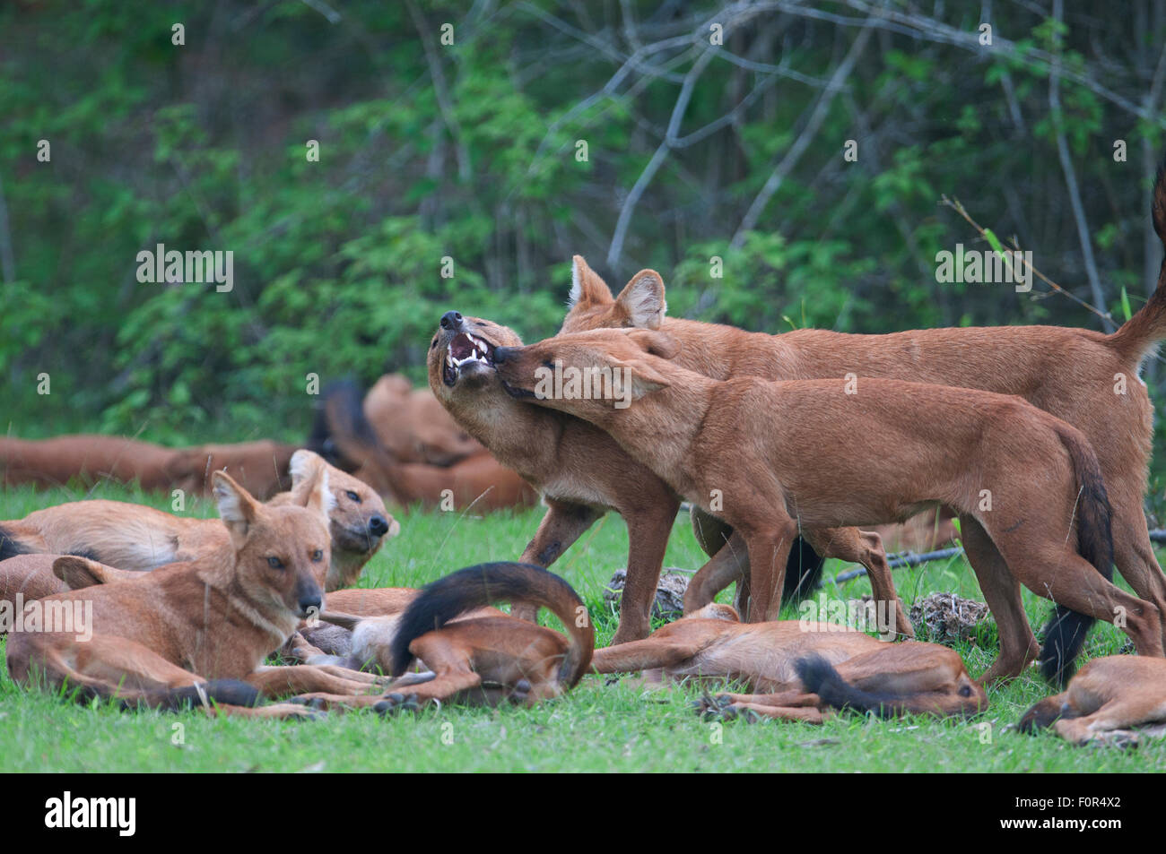 Asiatic wild dog ( Cuon alpinus ) in Bandipur National park, India ...