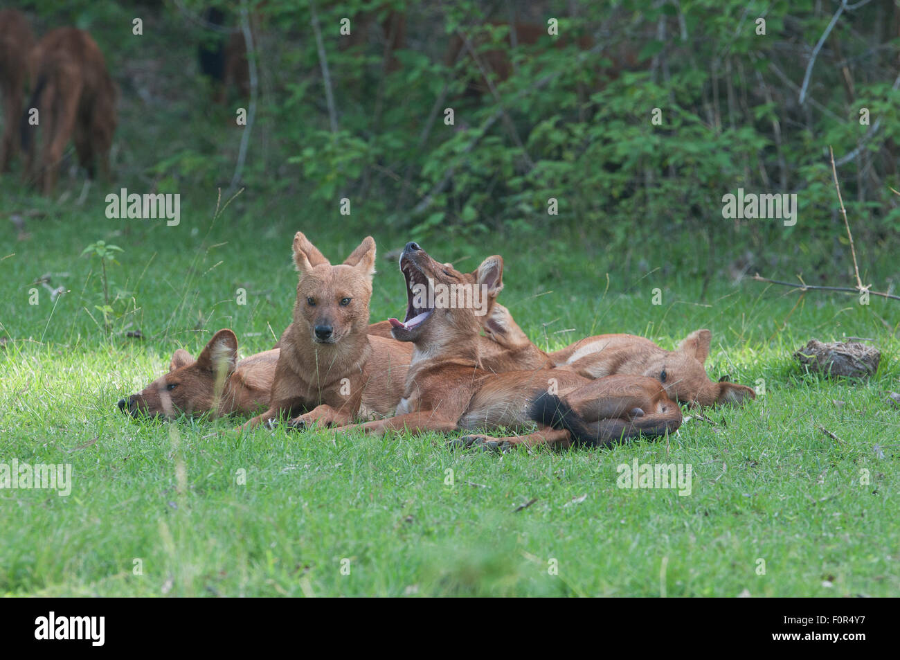 Asiatic wild dog ( Cuon alpinus ) in Bandipur National park, India ...