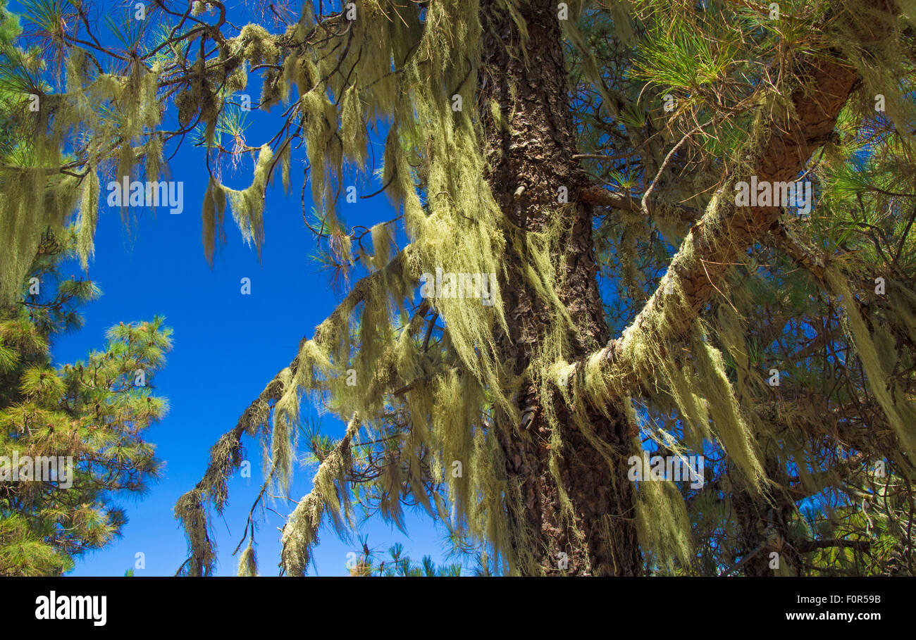 Inland Gran Canaria, Canary Islands pine tree covered in Usnea, beard ...